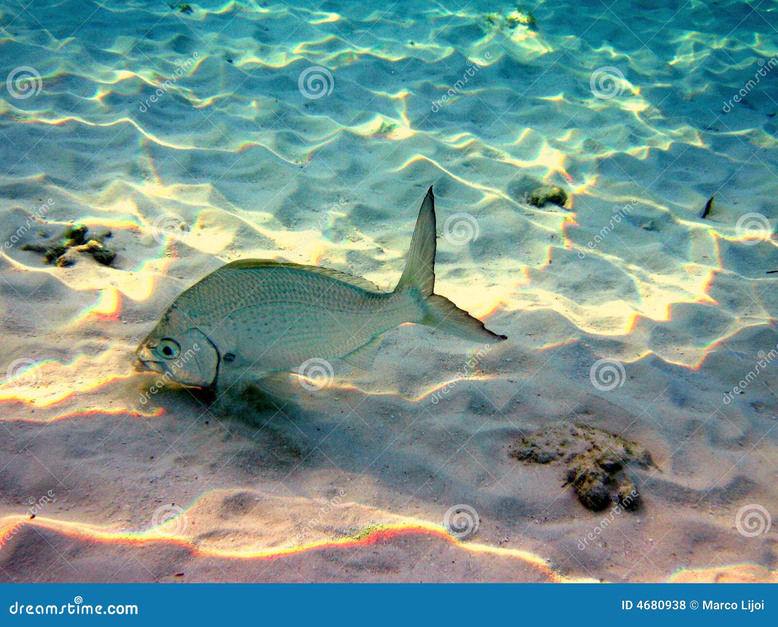 A Fish from maldives stock photo. Image of blue, animal - 4680938
