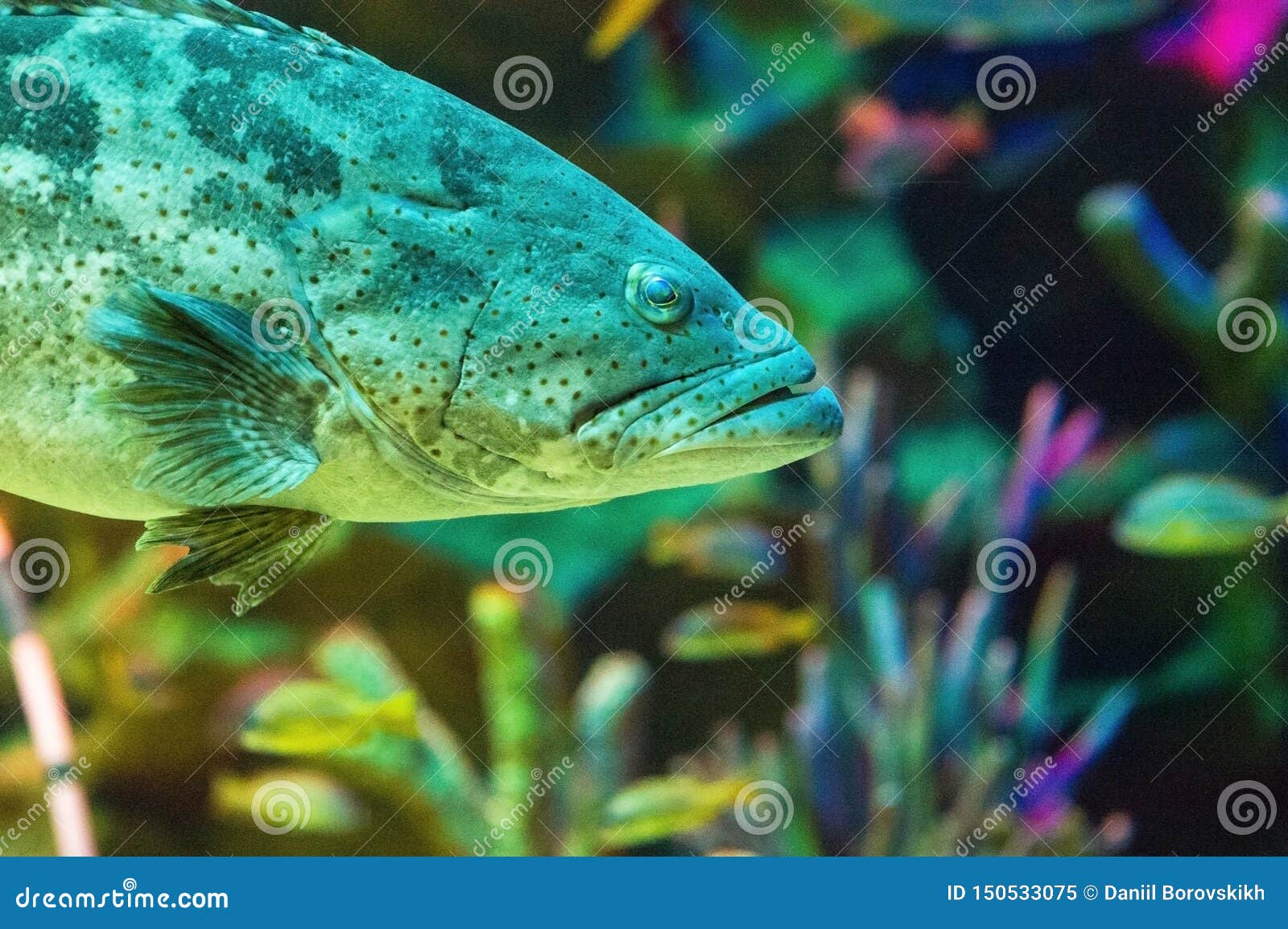 Fish in the Marine Aquarium. Stock Image - Image of restaurant ...
