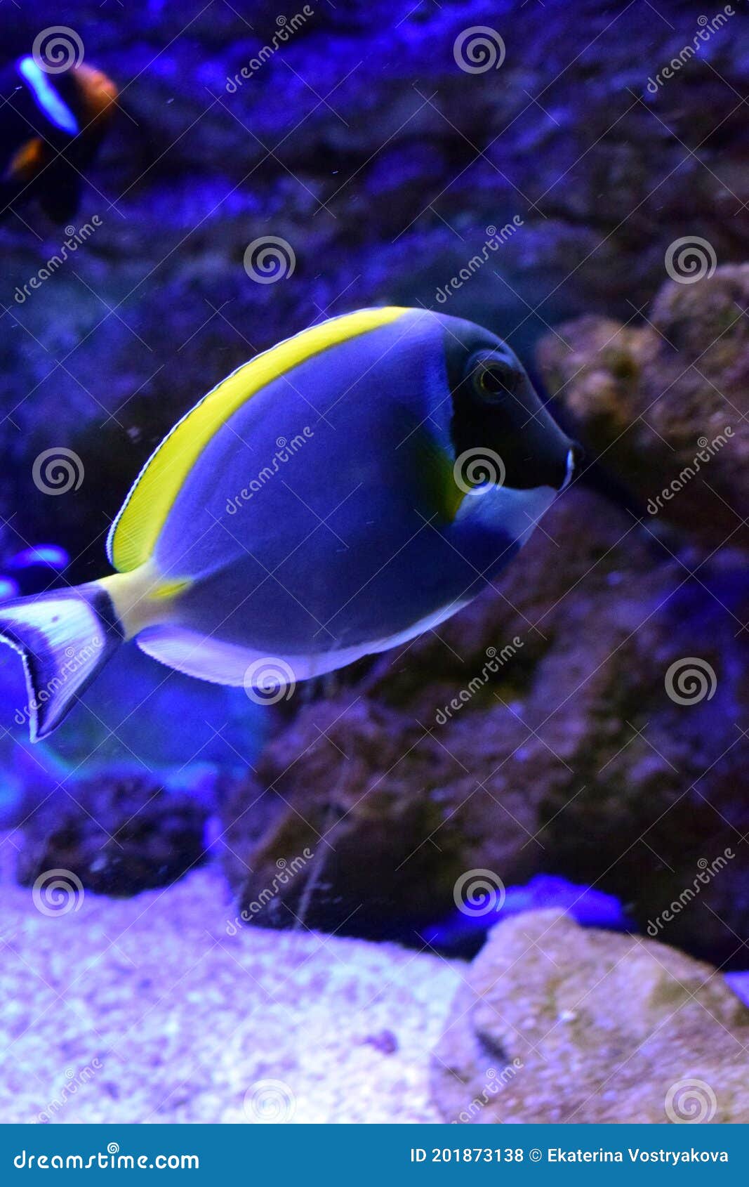 Blue Dory Fish in the Aquarium Stock Photo - Image of blue, fish: 201873138