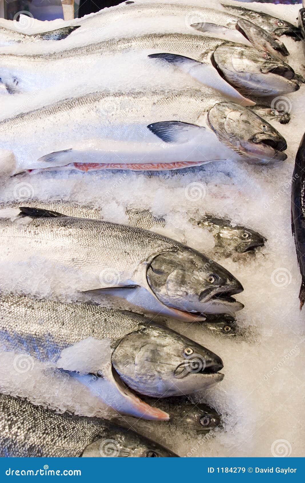 Fish market stock image. Image of trout, seafood, ocean - 1184279