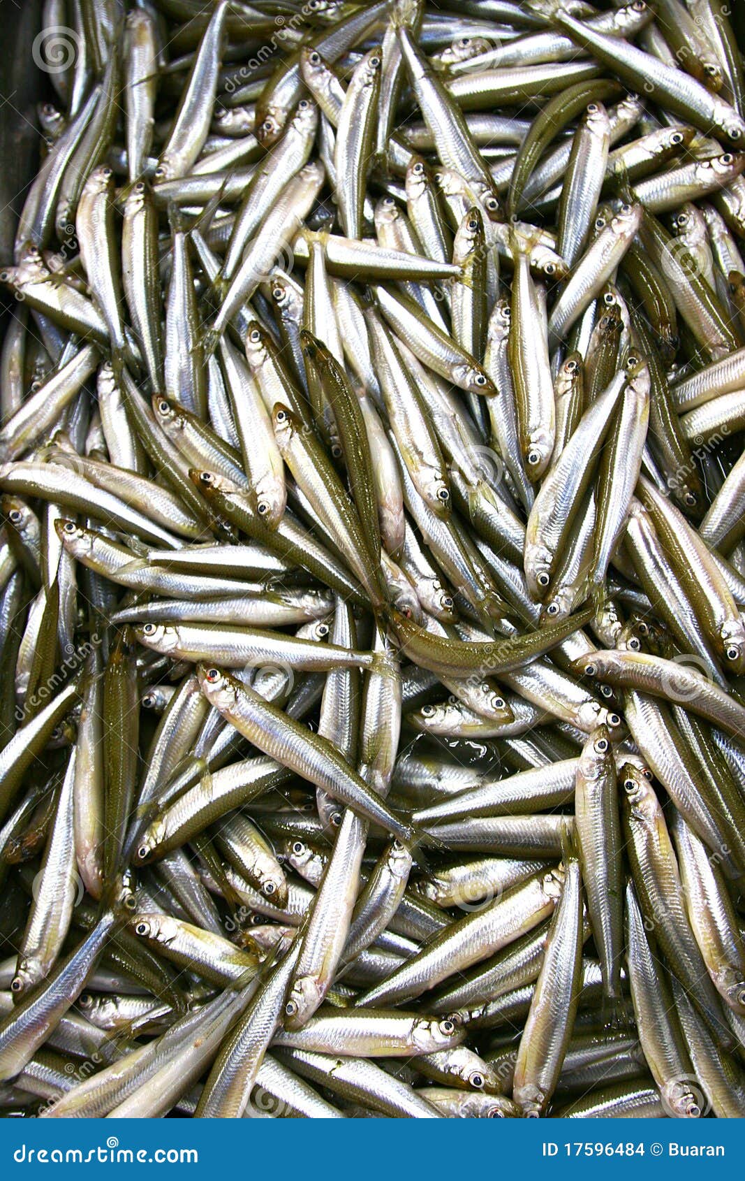 Freshly Caught Fish at Market Stock Photo - Image of piled, mound: 17596484