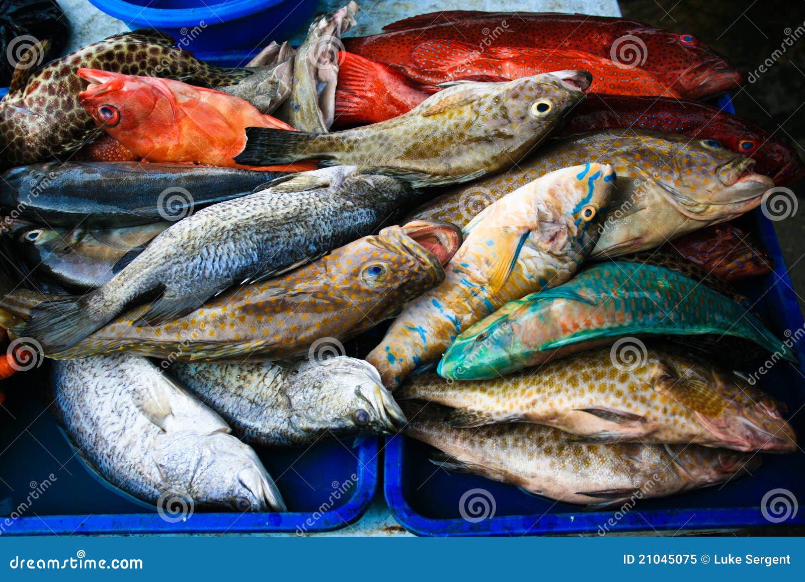 Fish in market stock image. Image of tropical, orange - 21045075