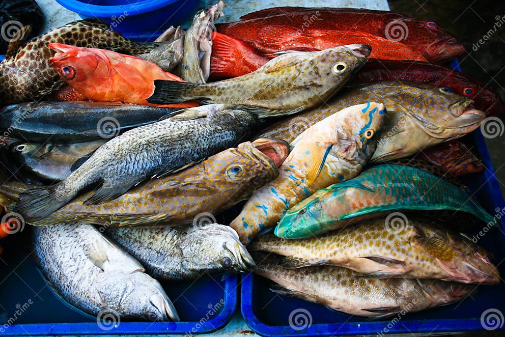 Fish in market stock image. Image of tropical, orange - 21045075