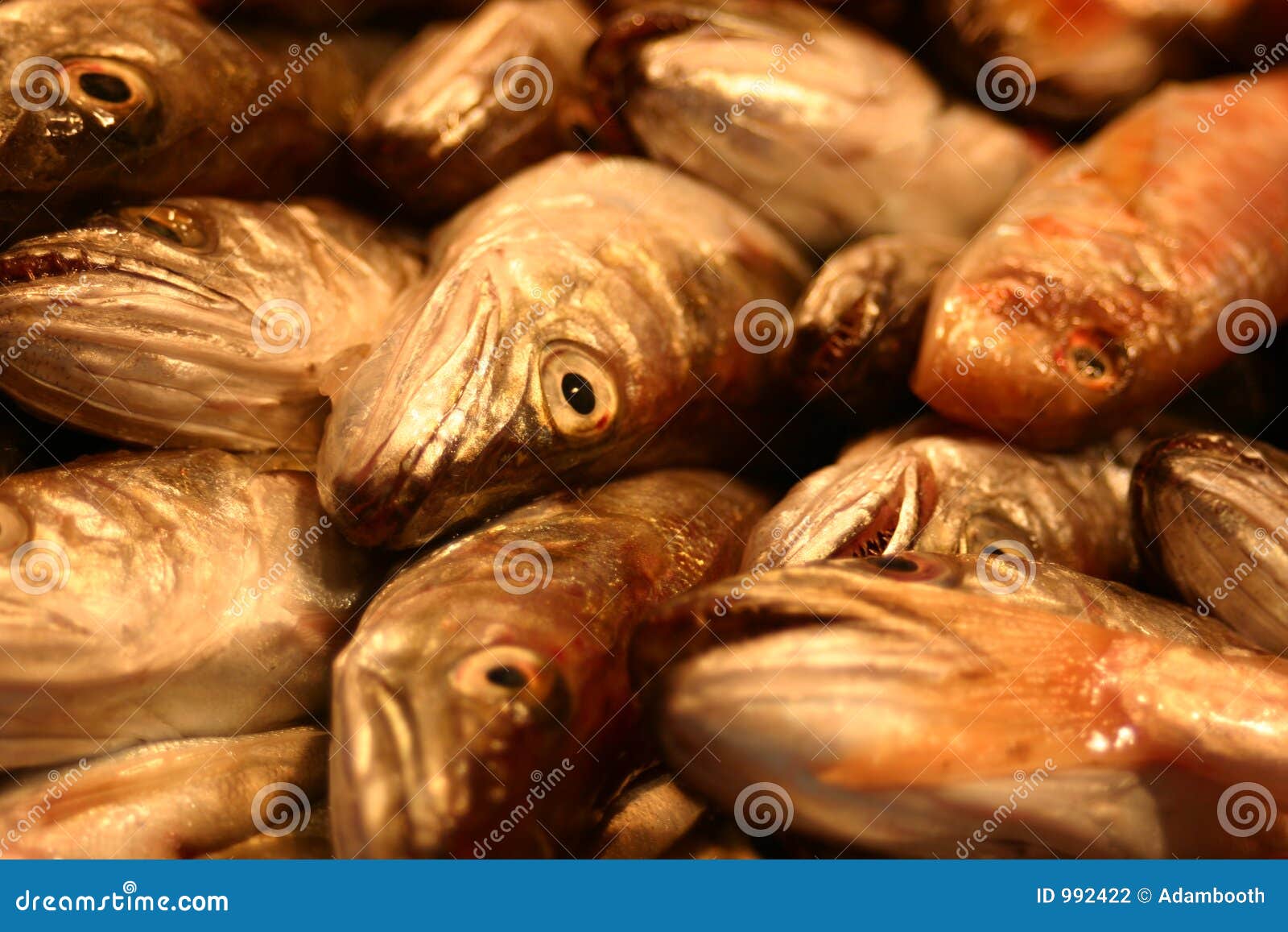 Sead Fish Stock Photos - Free & Royalty-Free Stock Photos from Dreamstime