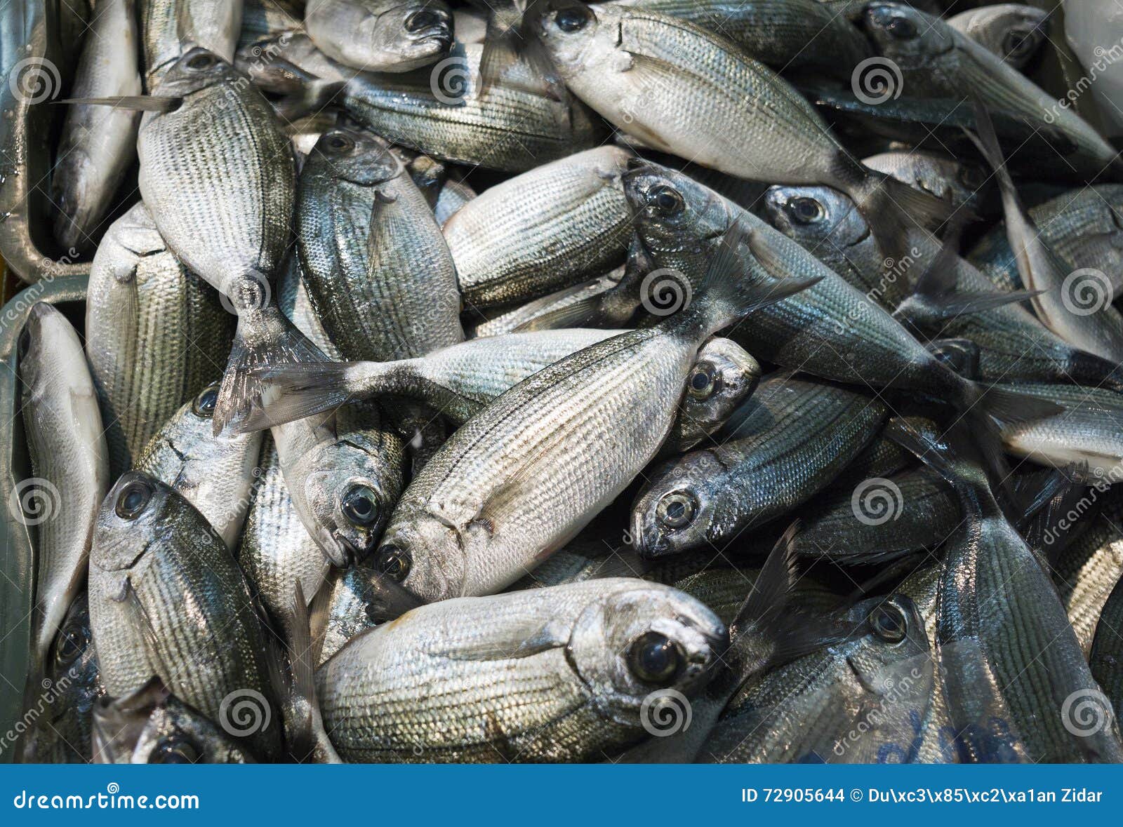 Fish market stock photo. Image of group, fishes, fish - 72905644