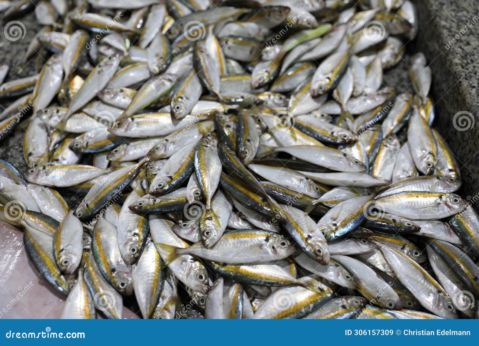 Fish Market - Barka, Muscat, Oman Stock Image - Image of crustacean ...
