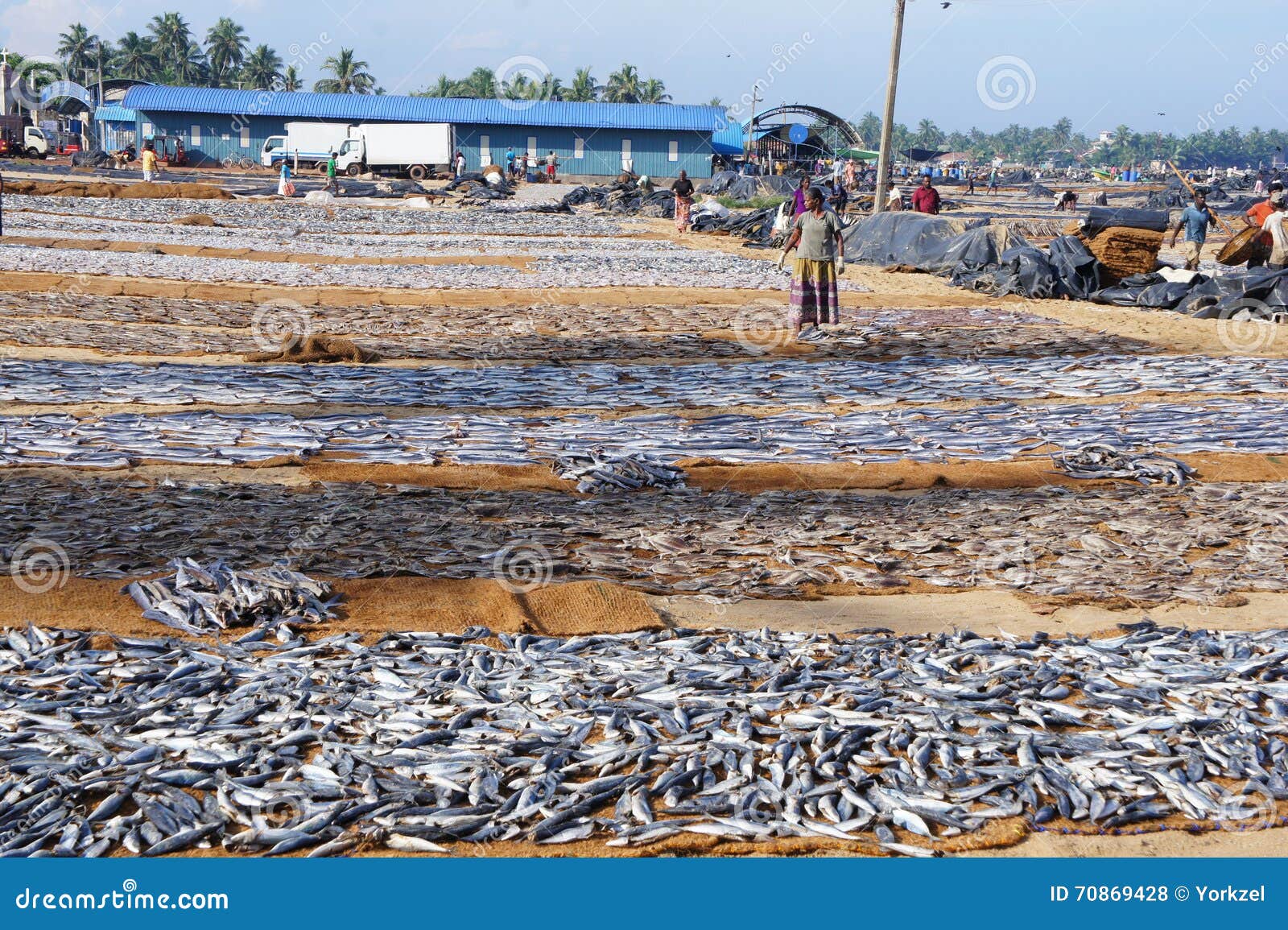 Fish market editorial stock photo. Image of oceanic, lanka - 70869428