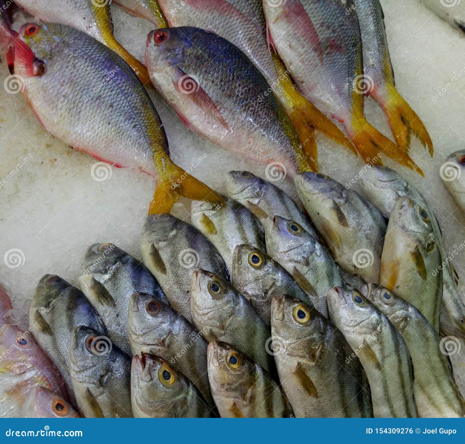 Fish on the market stock photo. Image of scale, fish - 154309276