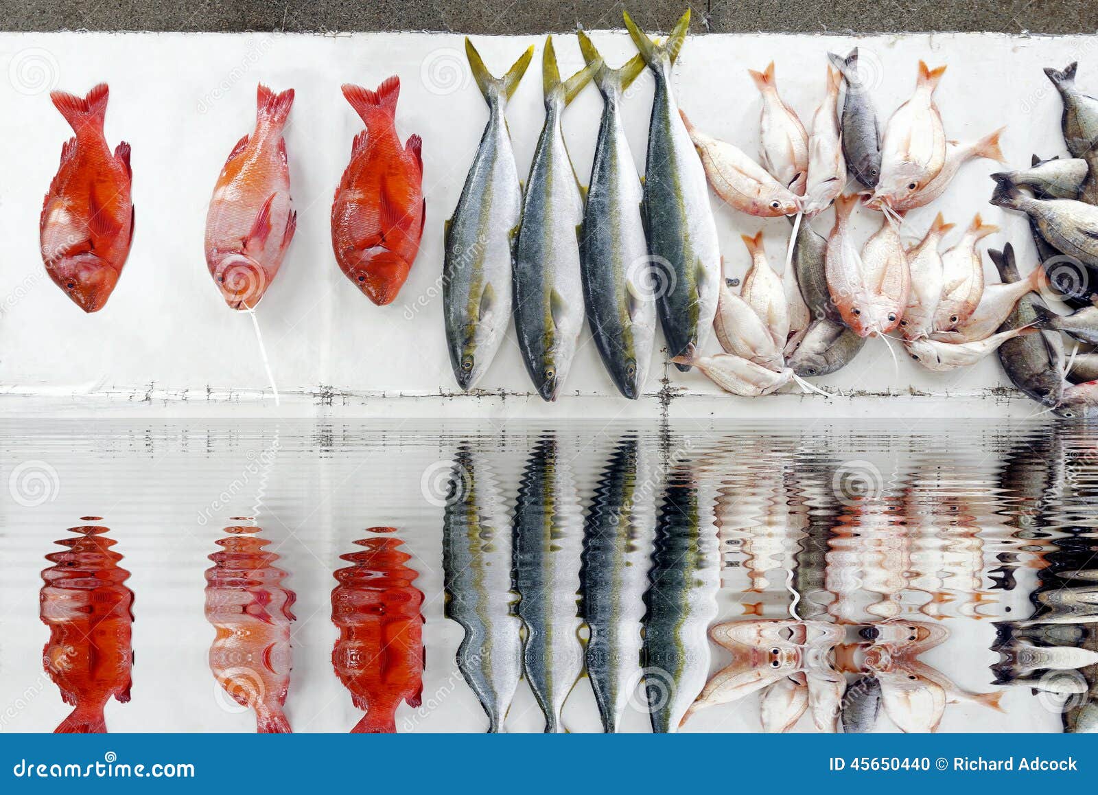 Fish Market selection stock photo. Image of ocean, market - 45650440
