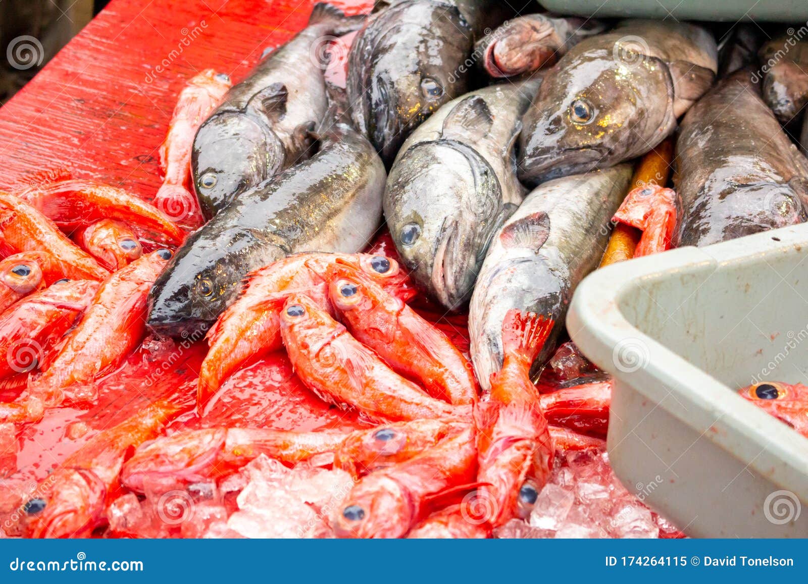 Fish at the market stock image. Image of market, fresh - 174264115