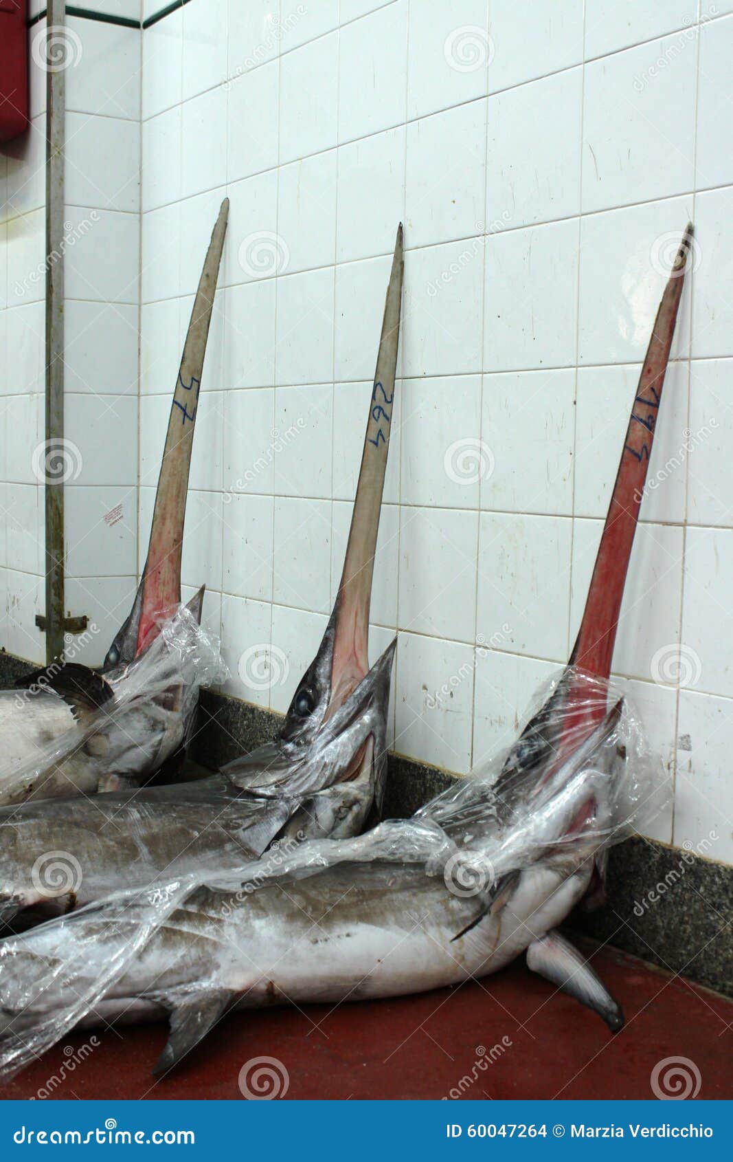 Fish market: swordfish stock photo. Image of ocean, calabria - 60047264