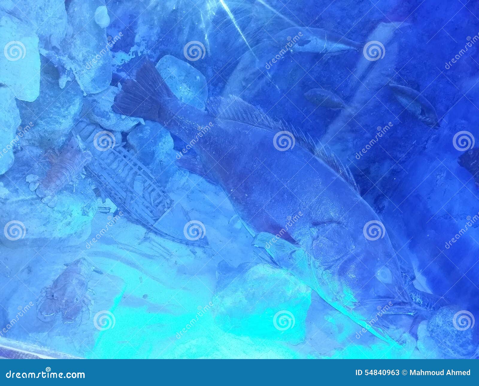 Fish in the Mediterranean Sea Stock Image - Image of beautiful ...