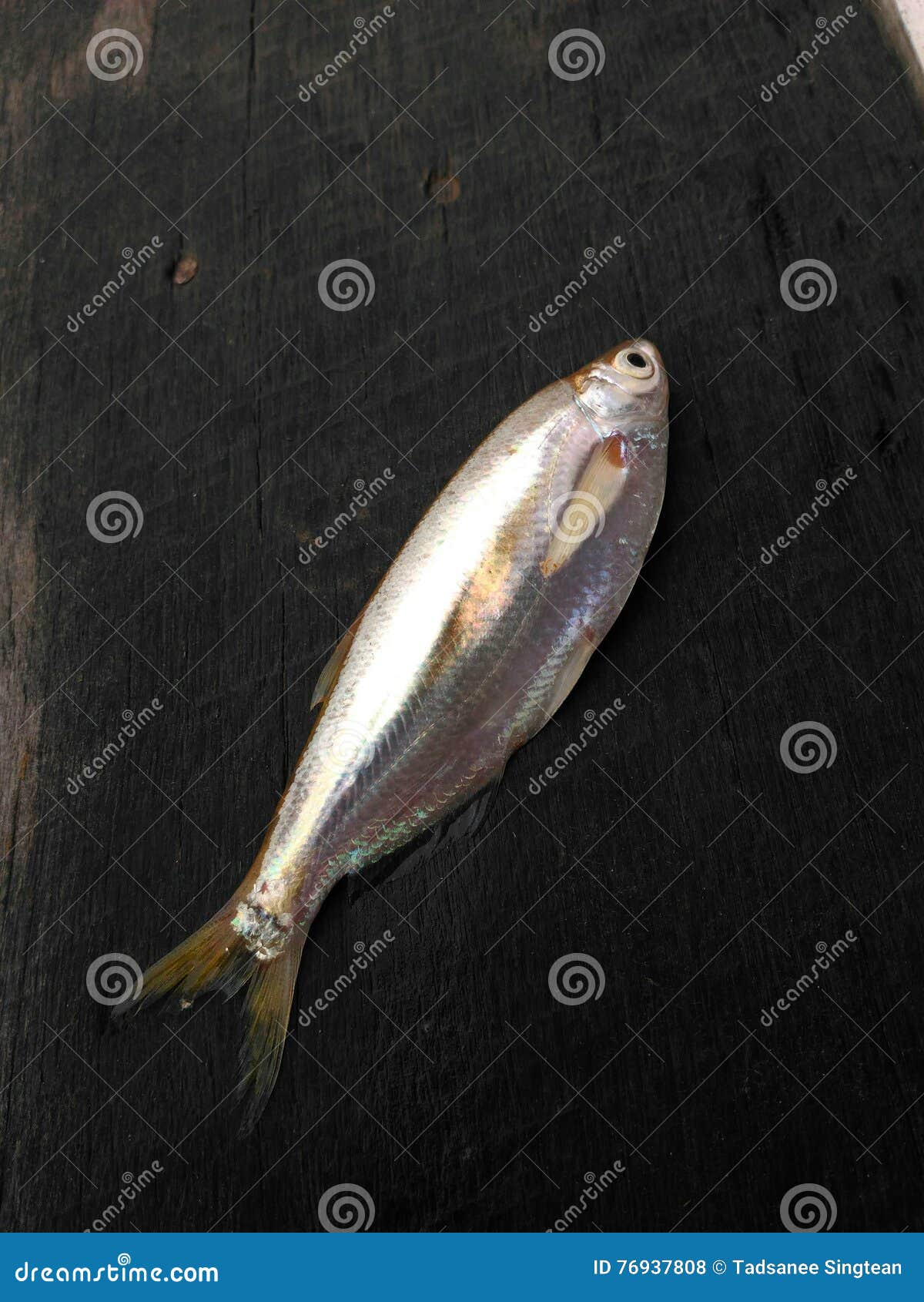Fish stock photo. Image of milkfish, mekong, nature, vessel - 76937808