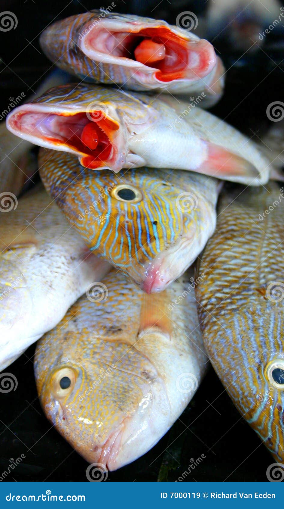 Fish at mexican market stock image. Image of blue, stand - 7000119