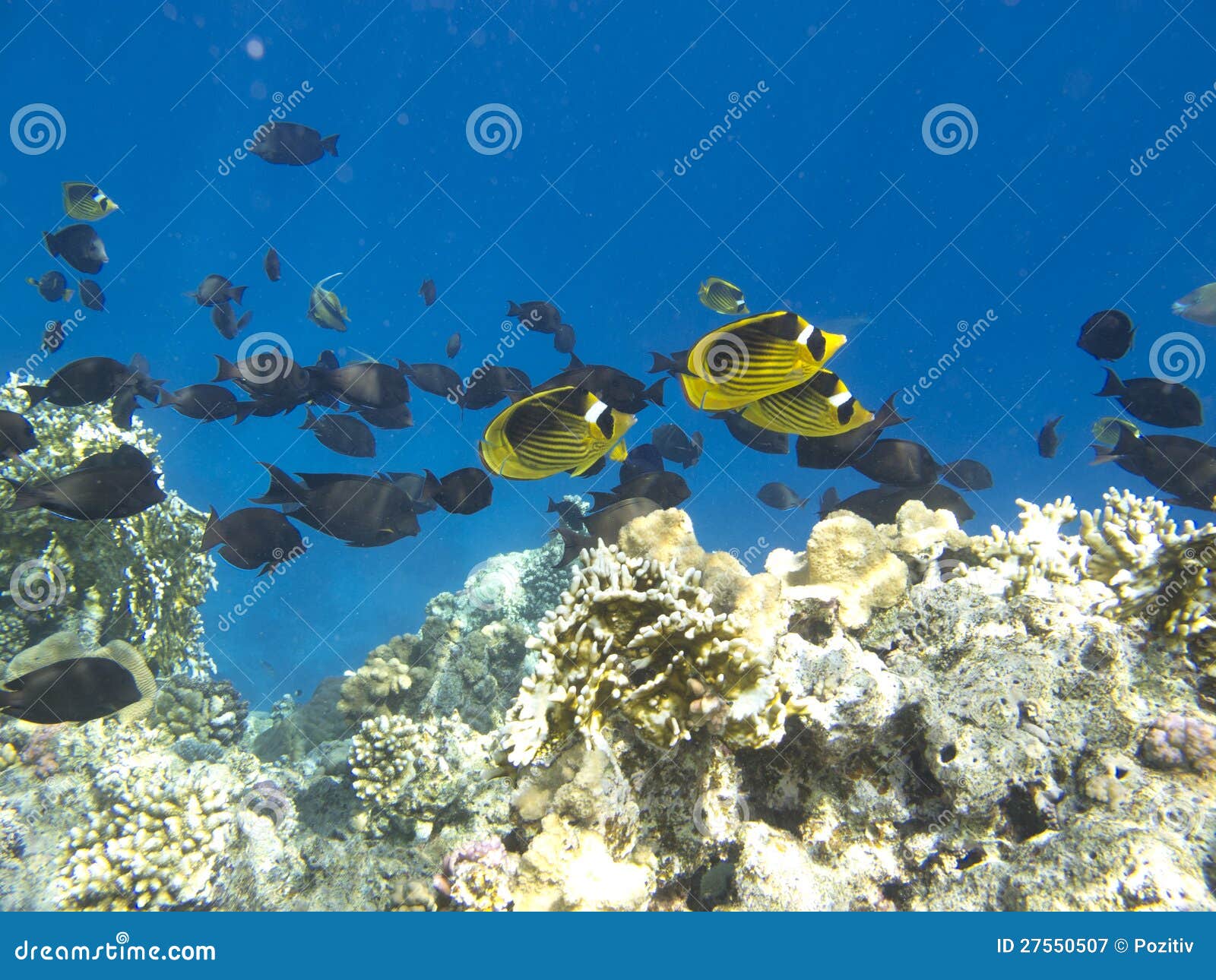Fish Migration stock image. Image of egypt, underwater - 27550507