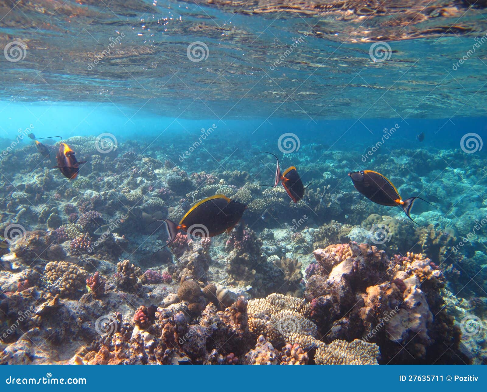 Fish Migration stock image. Image of blue, migration - 27635711