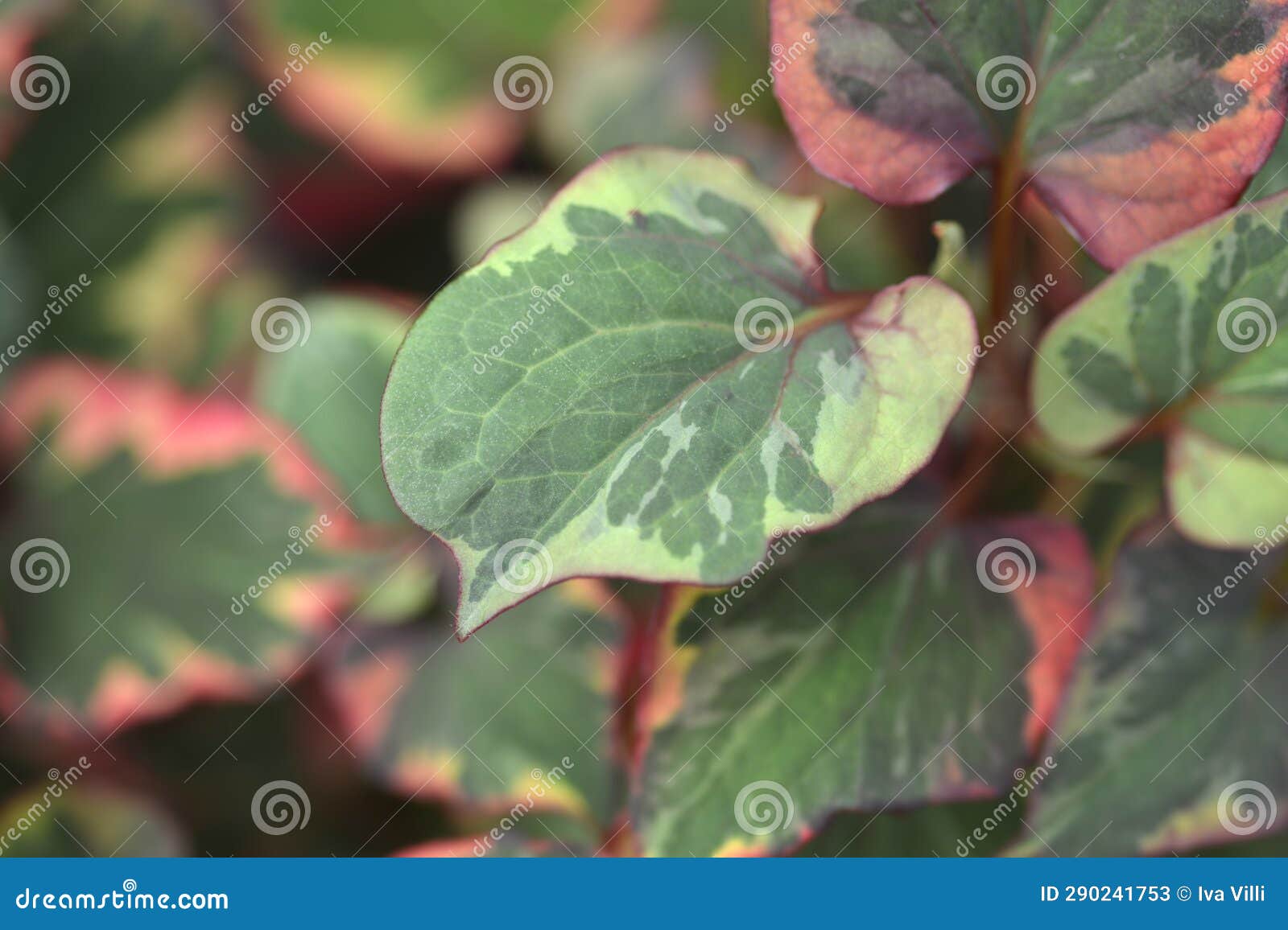 Fish mint stock image. Image of cordata, fish, leaf - 290241753