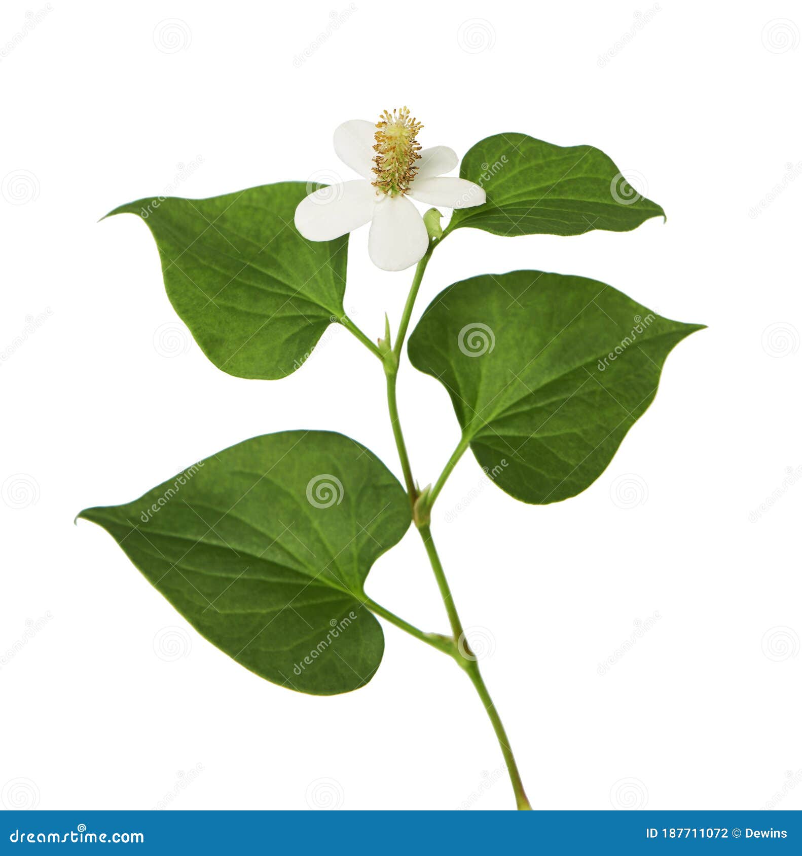 Fish Mint, Fish Leaf with Flower Isolated on White Background, with ...
