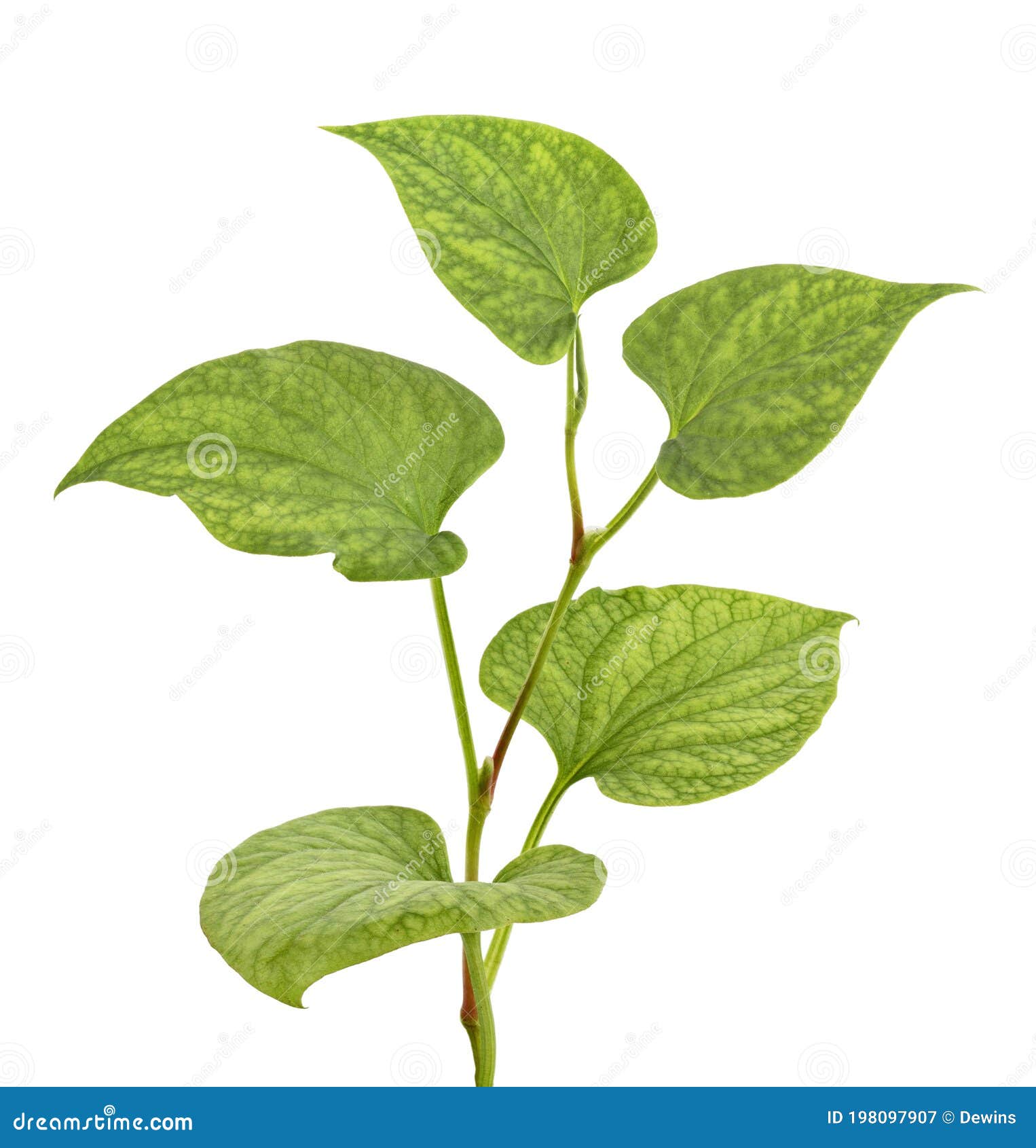 Fish Mint Plant Houttuynia Cordata Royalty-Free Stock Photo ...