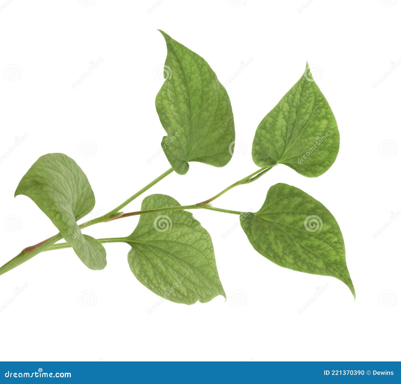 Fish Mint Plant Houttuynia Cordata Royalty-Free Stock Photo ...