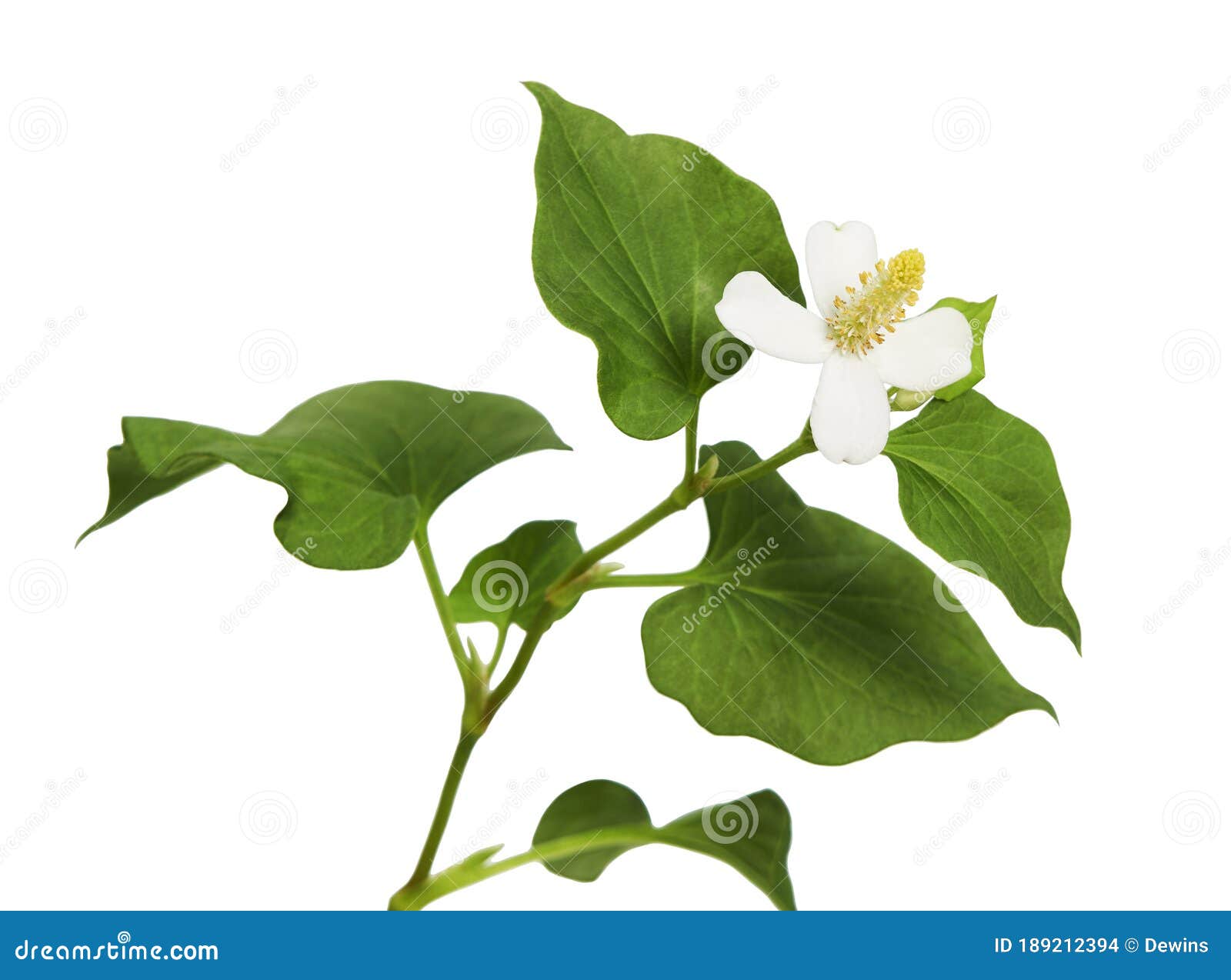 Fish Mint Plant Houttuynia Cordata Royalty-Free Stock Photo ...