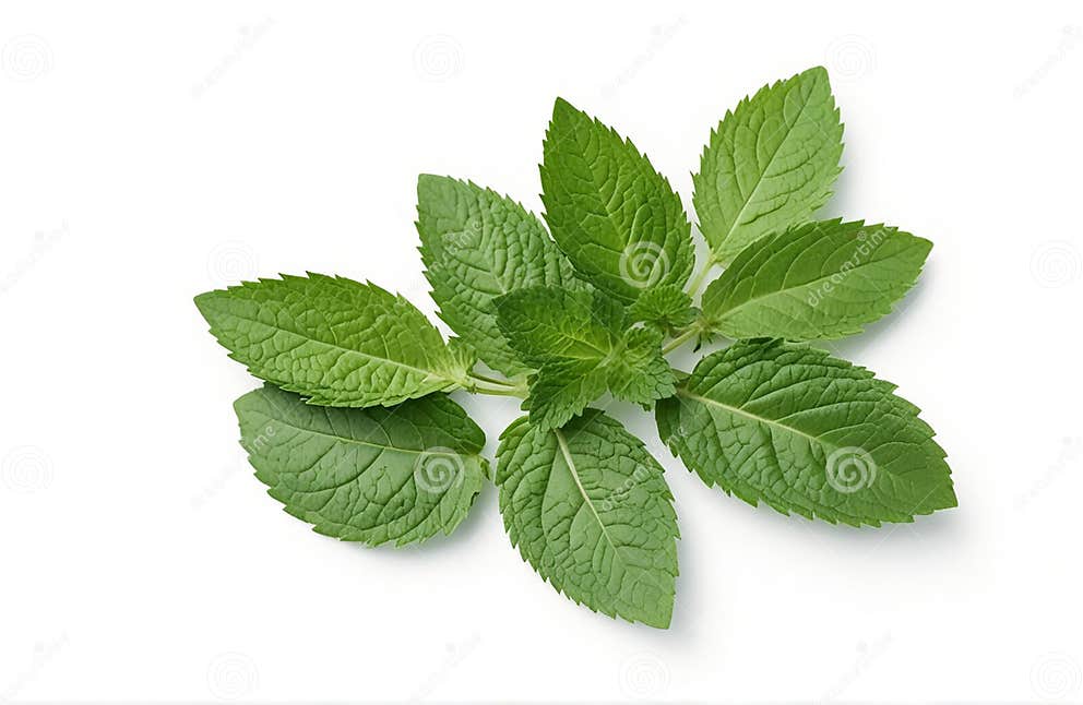 Fish Mint Leaves ,cut Out on White Background Stock Illustration ...