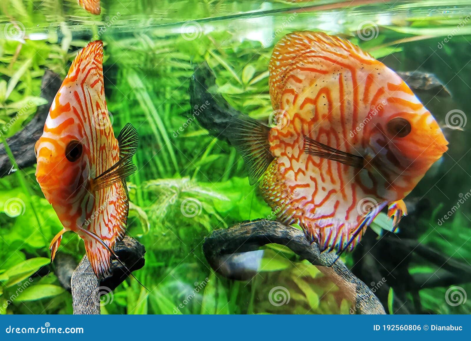 Fish in mirror stock photo. Image of invertebrate, coral - 192560806