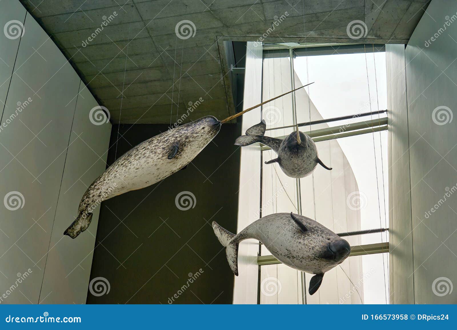 Fish Models in the Hall of the Museum Editorial Stock Photo - Image of ...