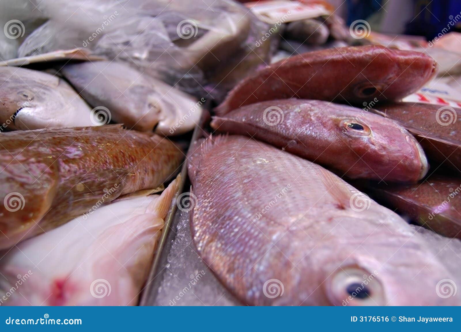 Fish Monger stock photo. Image of produce, snapper, fish - 3176516