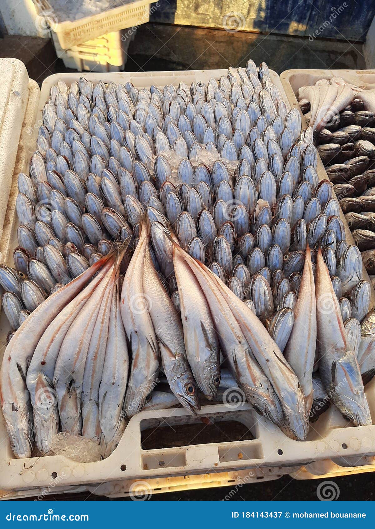 Fish of morocco stock image. Image of fish, merlan, fresh - 184143437