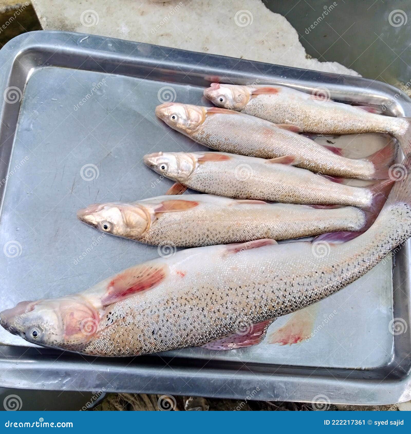 Pakistani Trout Fish