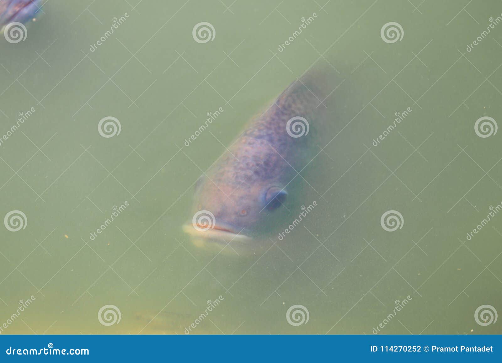 Fish motion in the water stock photo. Image of swim - 114270252
