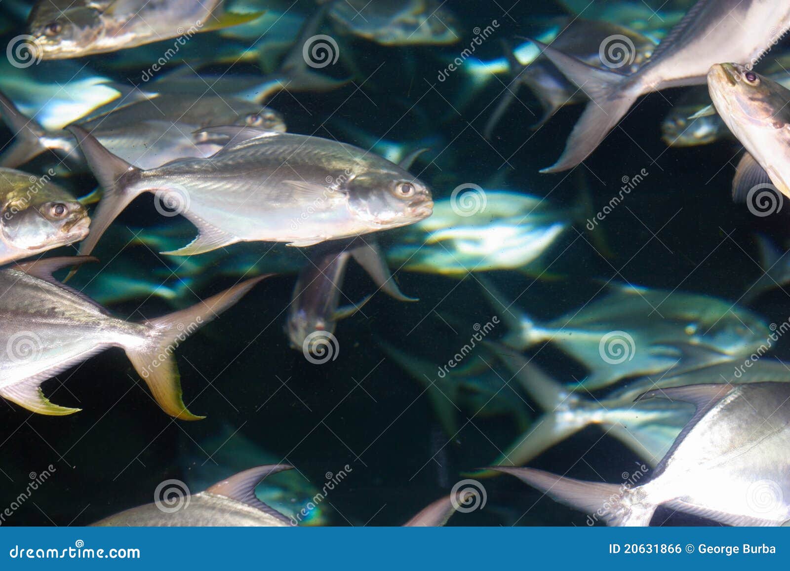 Fish in movement stock photo. Image of movement, swimming - 20631866