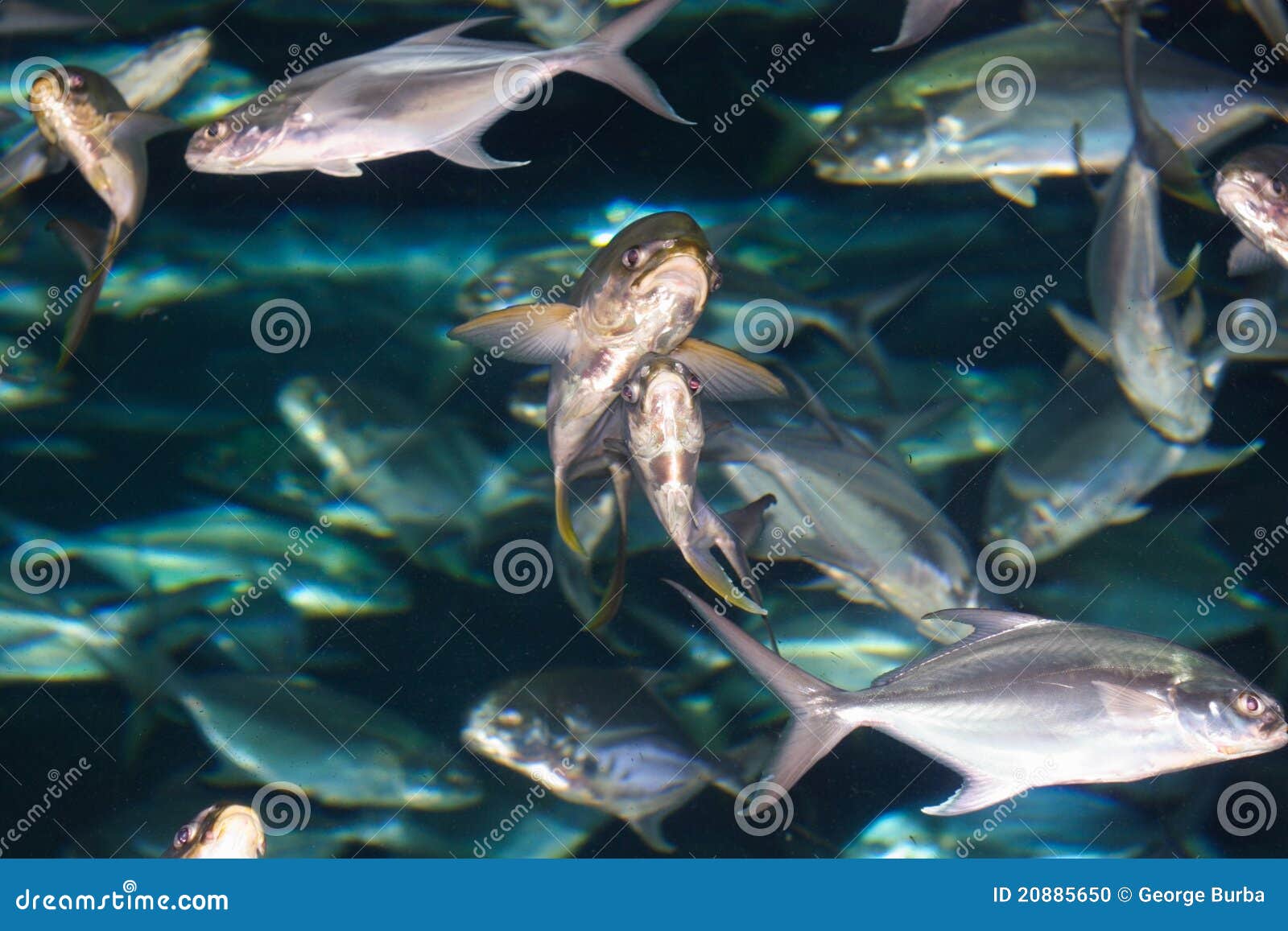 Fish in movement stock photo. Image of family, looking - 20885650
