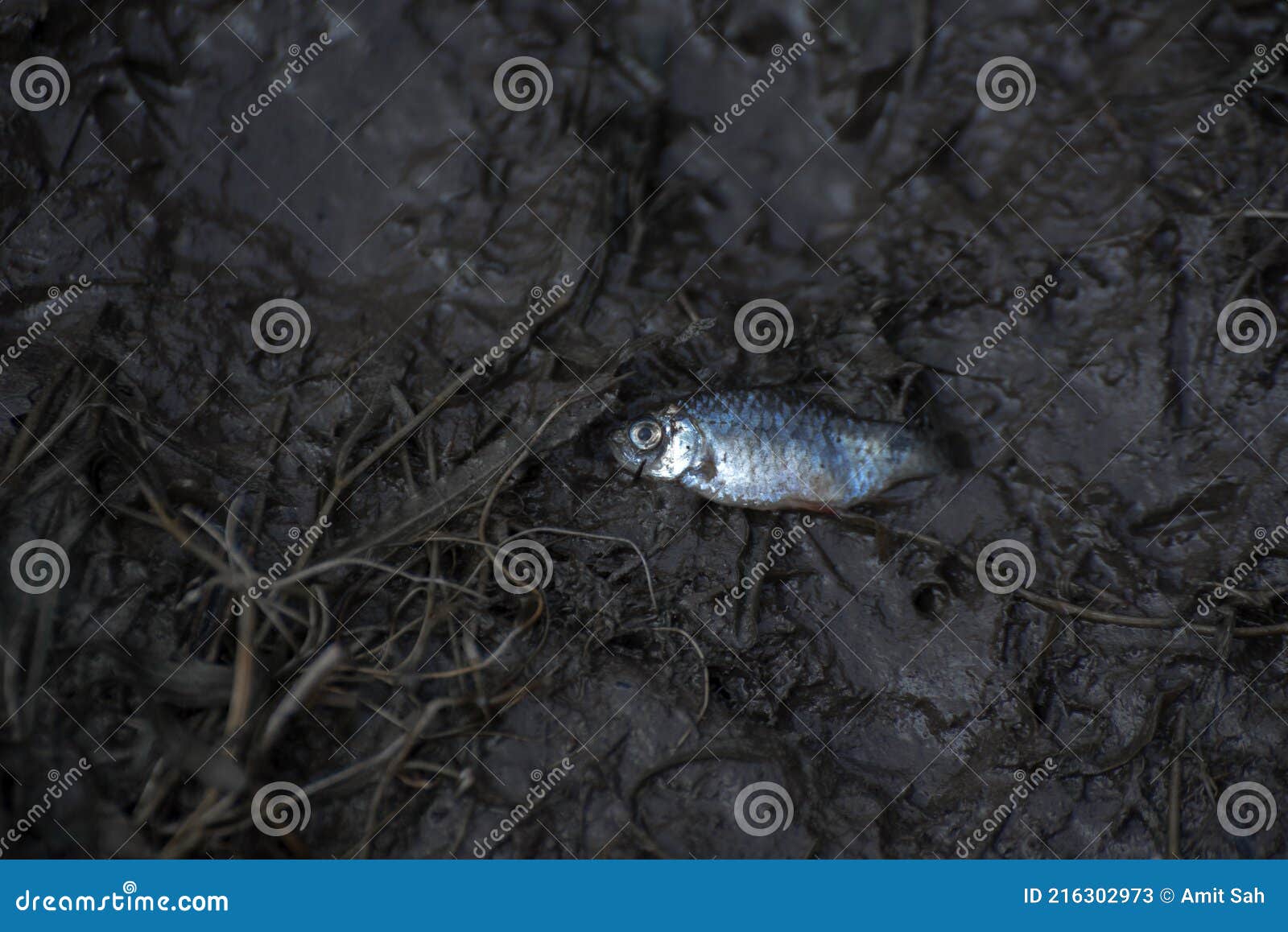 The fish in the mud, india stock image. Image of insect - 216302973