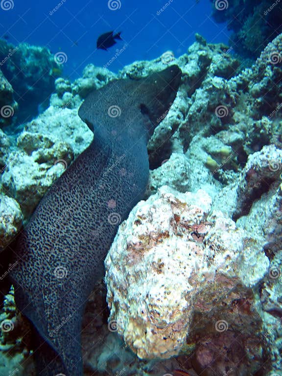 Fish Murena stock image. Image of diving, dangerous, egypt - 14000133