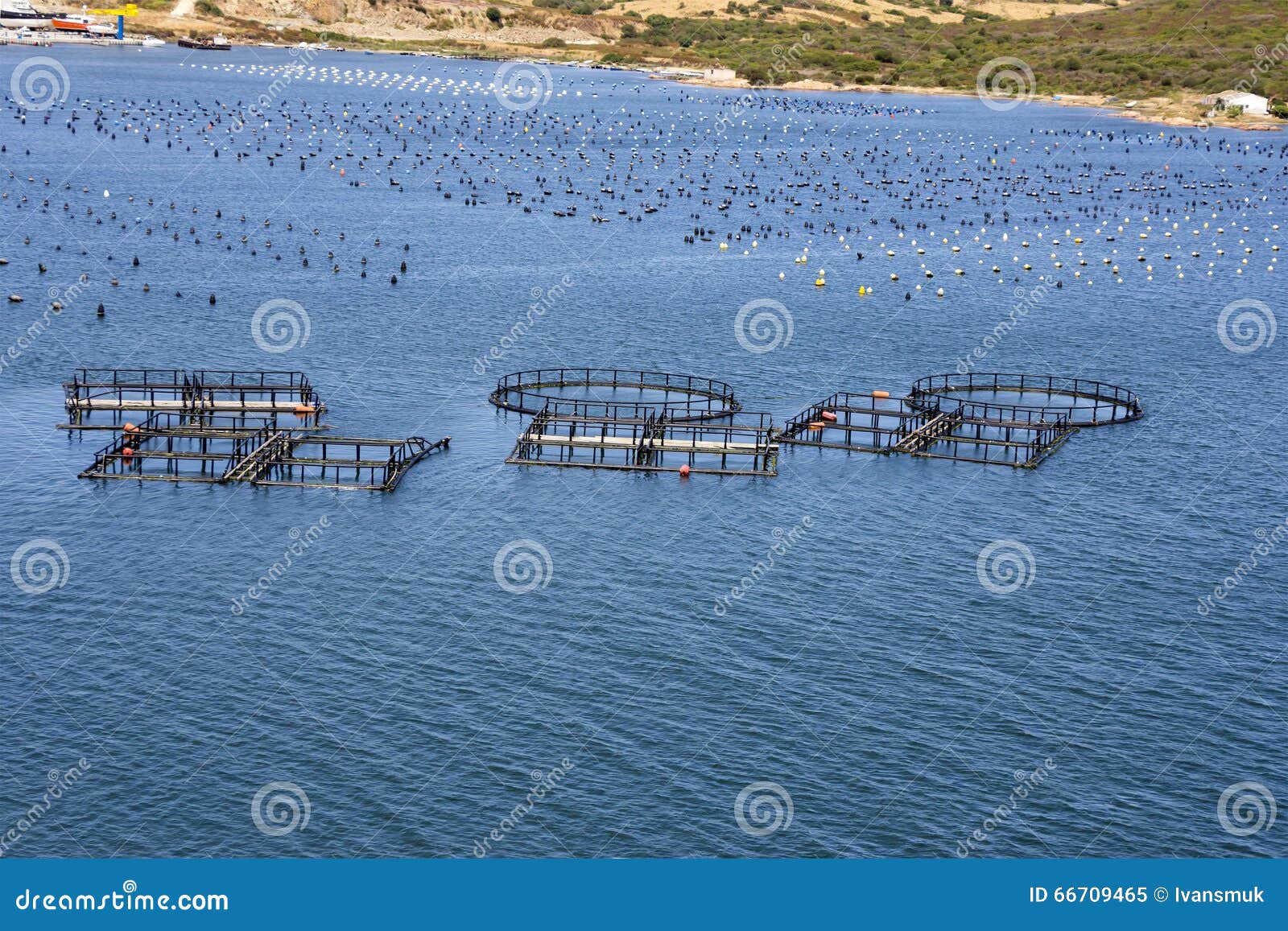 Fish and mussel farm stock image. Image of mariculture - 66709465