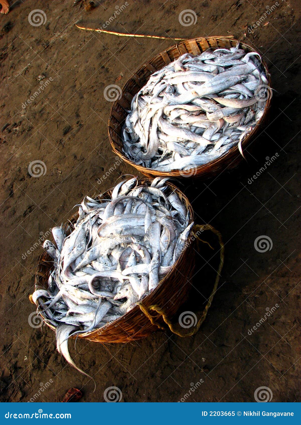 Fish n Baskets stock image. Image of industry, life, fresh - 2203665