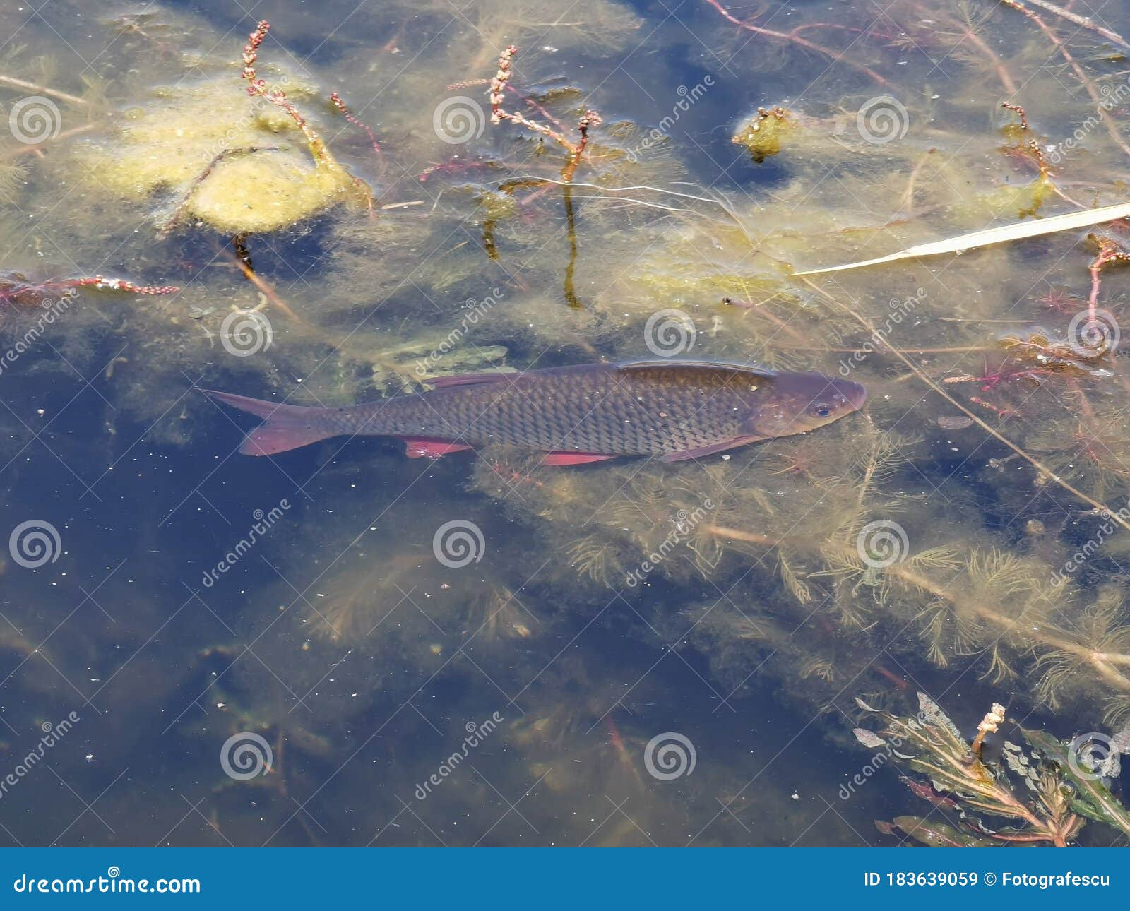 Fish in natural water swim stock image. Image of seafood - 183639059