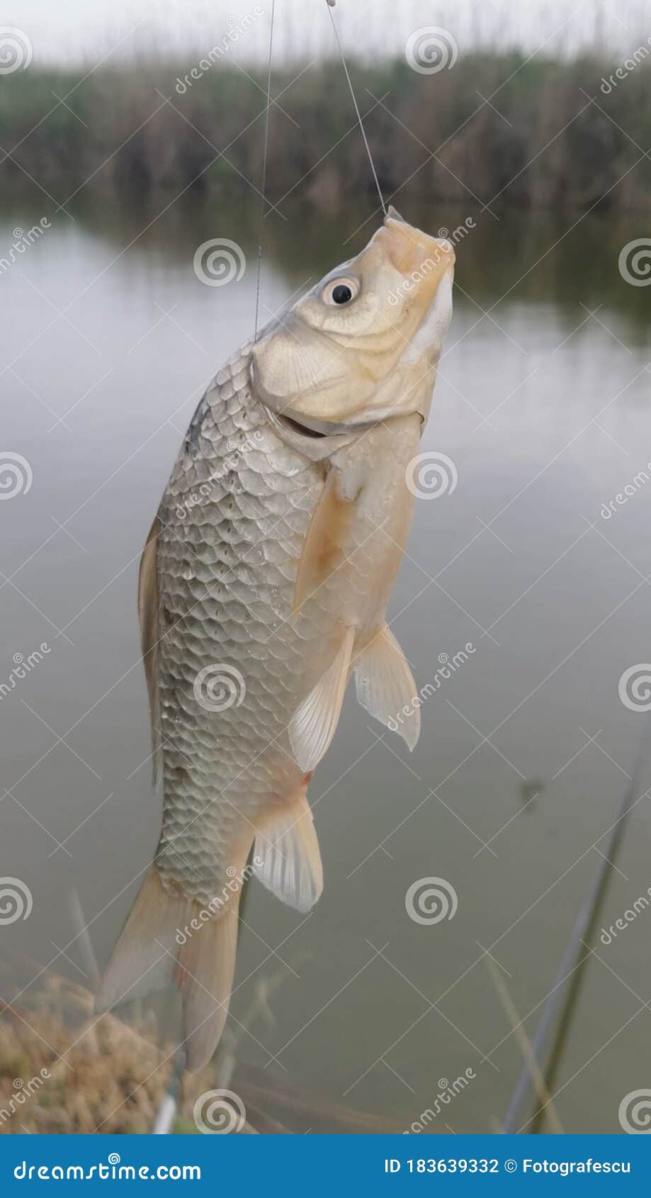 Fish hanging in hook stock photo. Image of hanging, nature - 183639332