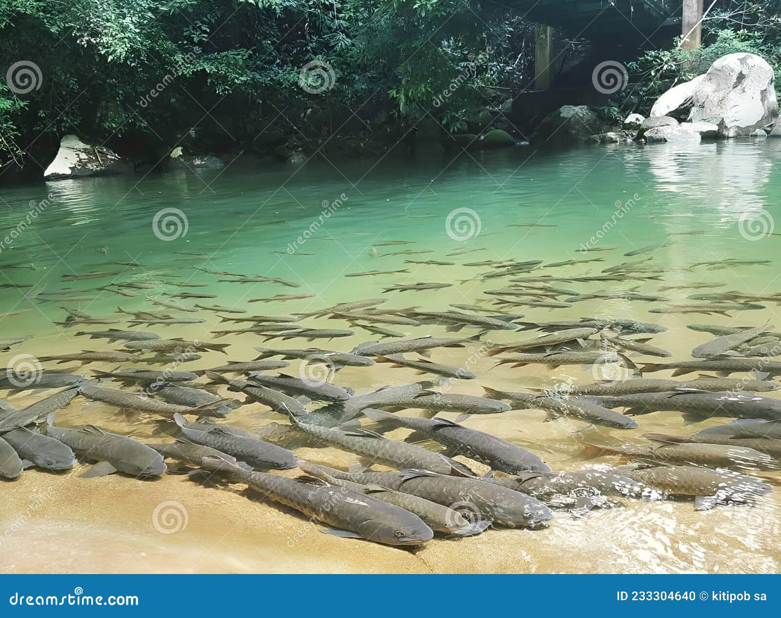 Fish in the Nature Clean River Stock Photo - Image of fish, wildlife ...