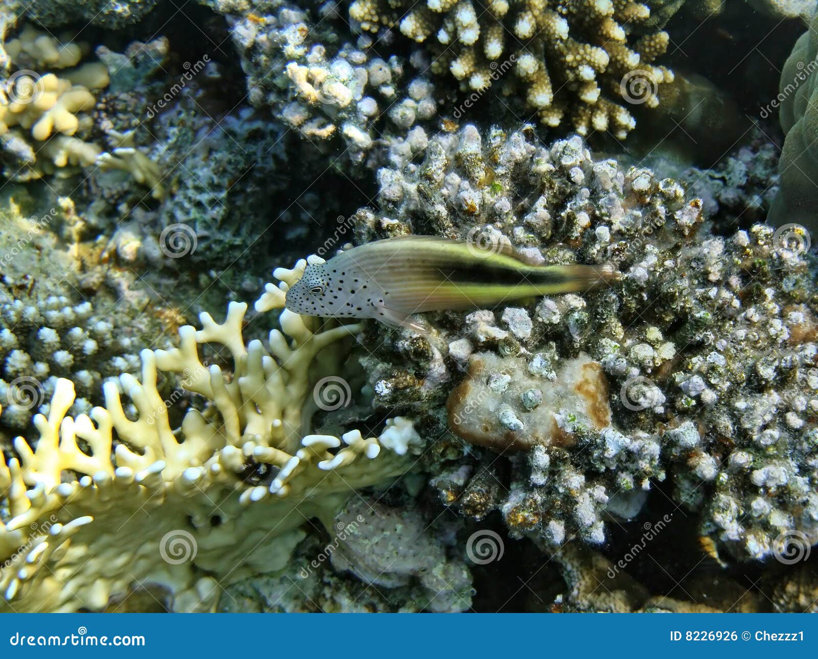 Fish near coral reef stock photo. Image of maritime, life - 8226926