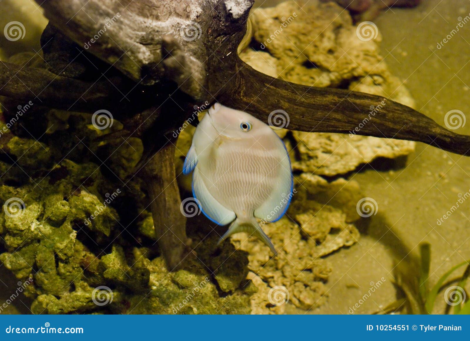 Fish near a log stock image. Image of ocean, sealife - 10254551