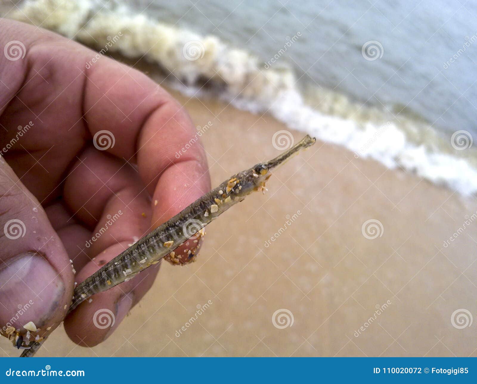 Fish Needle. Thin Fish in the Black Sea. Stock Photo - Image of diet ...