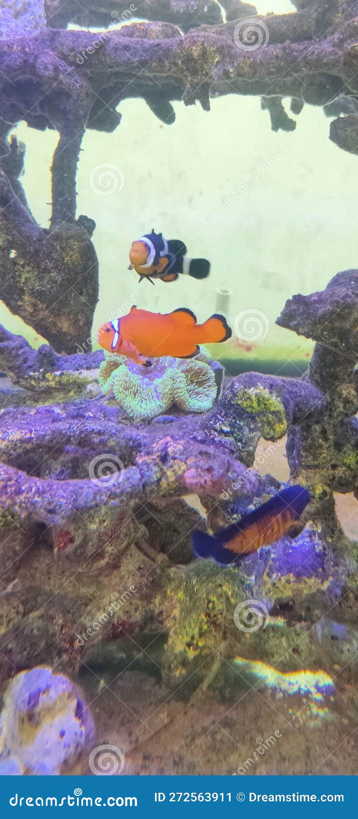 Fish Nemo Beautiful Aquarium Stock Image - Image of aquarium, fishhoby ...