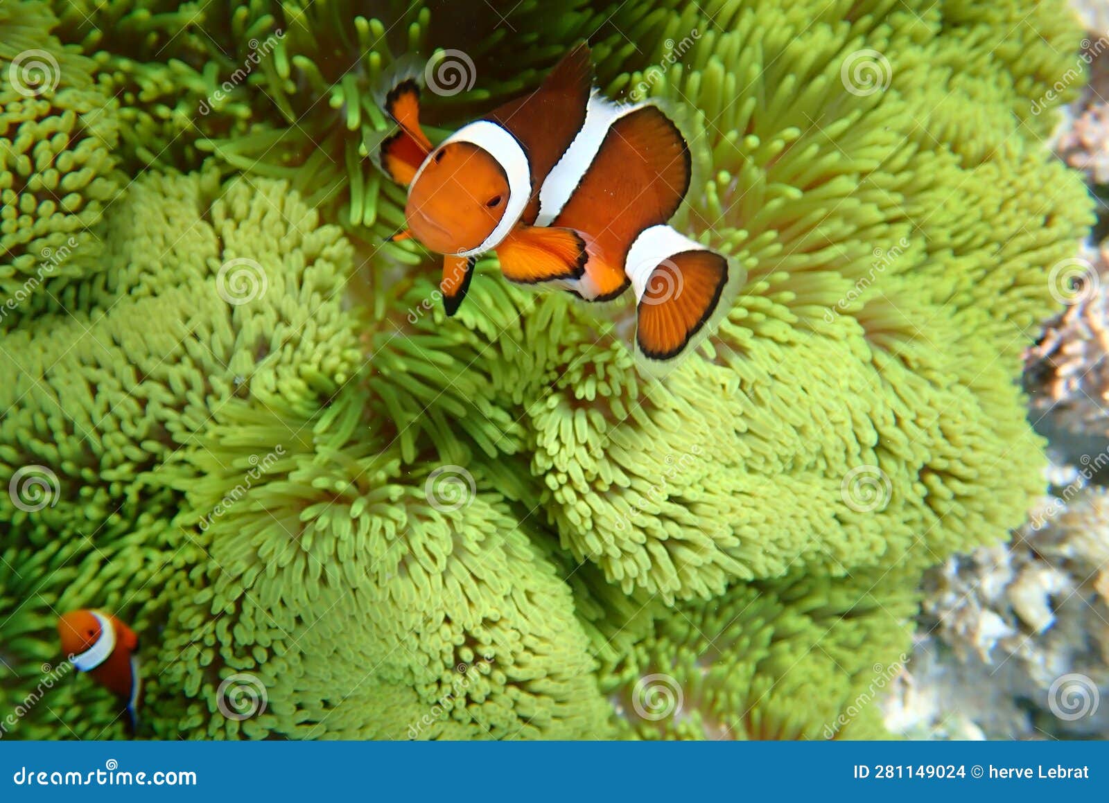 Fish Nemo Clown Wildlife Cute Baby Wild Stock Photo - Image of nemo ...