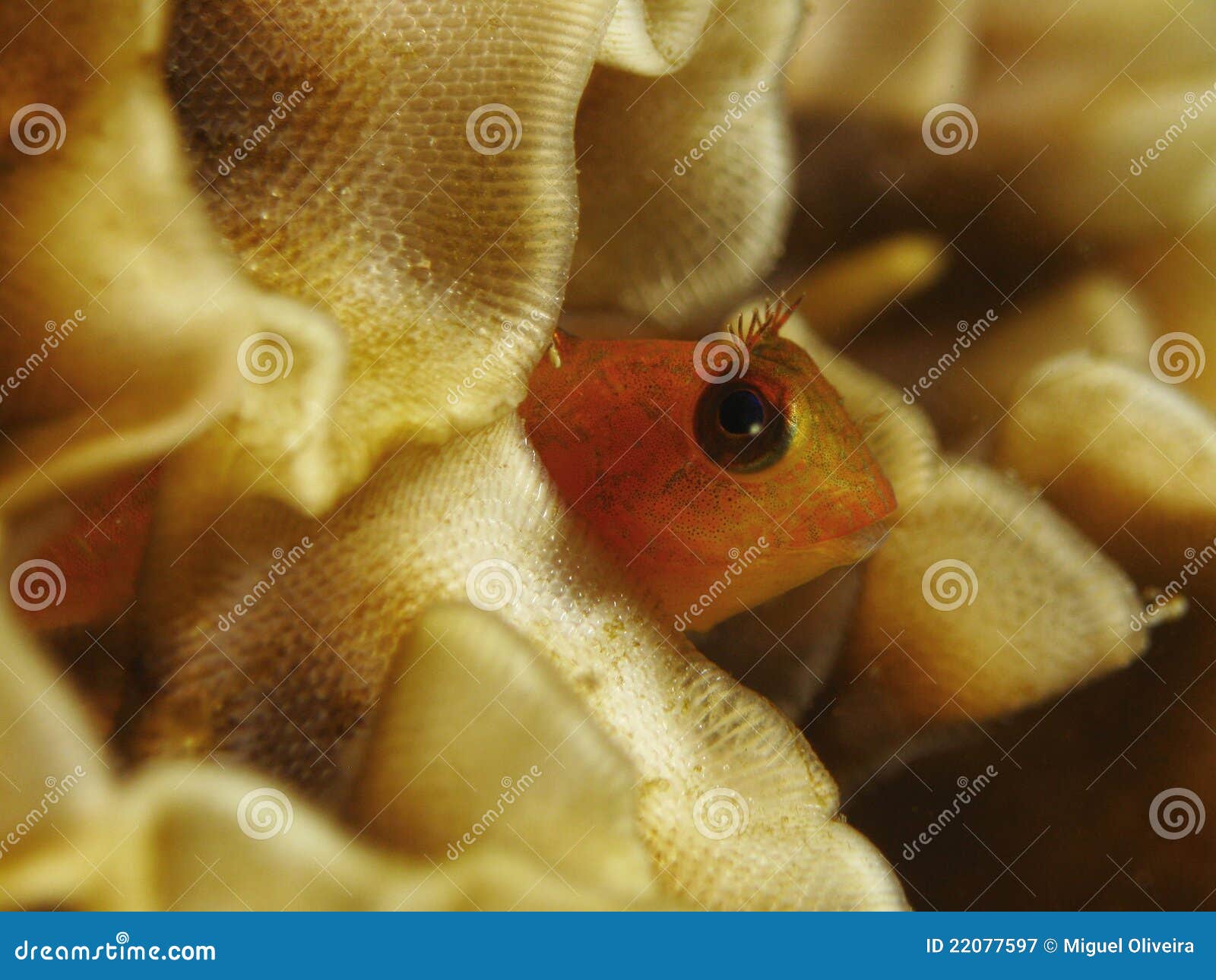 Fish in nest stock image. Image of ringneck, parablennius - 22077597