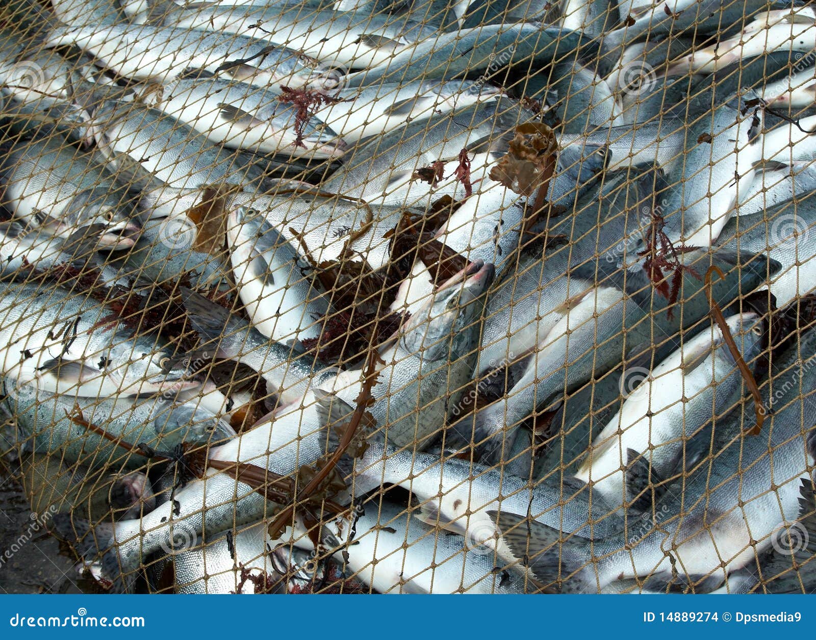 Fish In A Net Stock Images - Image: 14889274