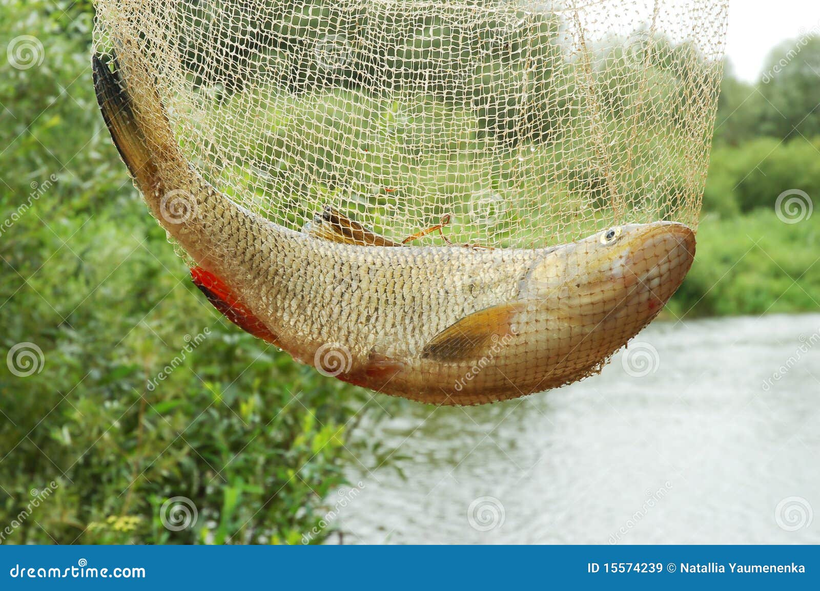 Fish in net stock image. Image of large, bream, landscape - 15574239