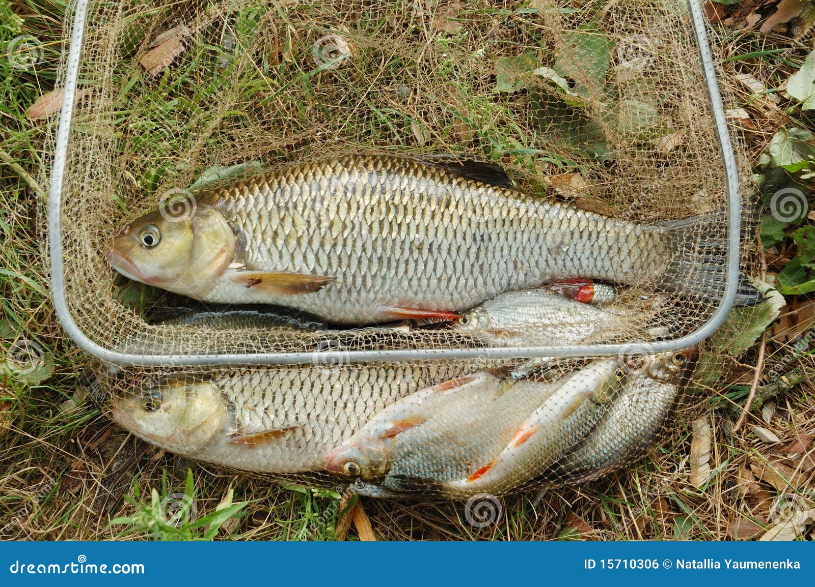 Fish in net stock photo. Image of rudd, large, summer - 15710306